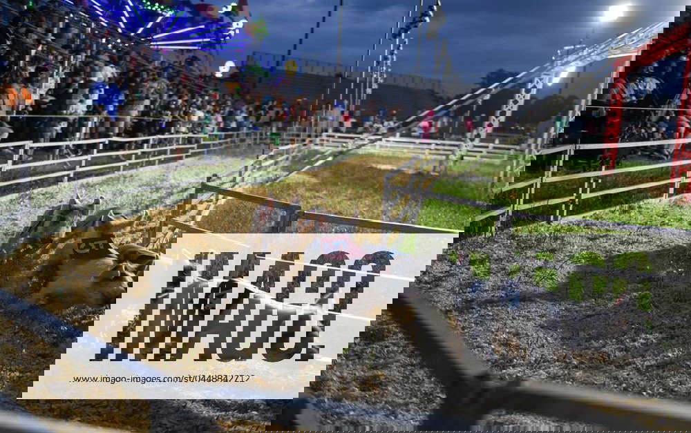 Syndication: The Augusta Chronicle Pigs race at Go Hog Wild at Rosaire ...