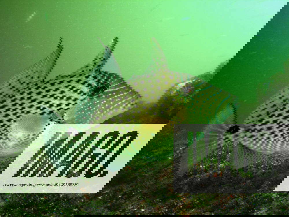 Bluespotted triggerfish, Balistes puncta.......... Bluespotted ...