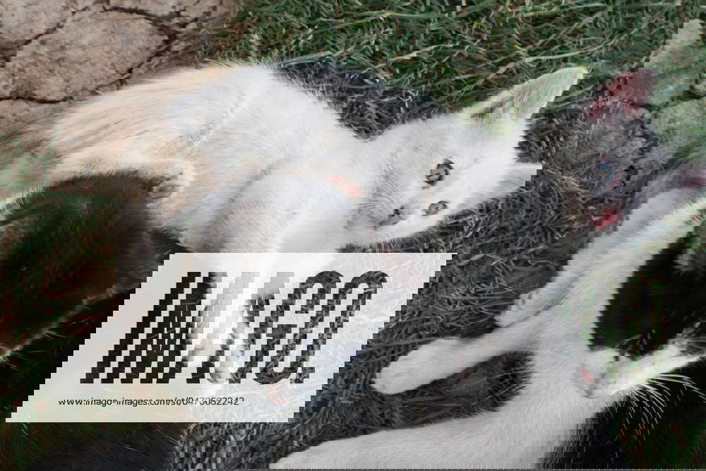 29.04.2024. Russia. The Chechen Republic. Gudermes. A cat on a city street