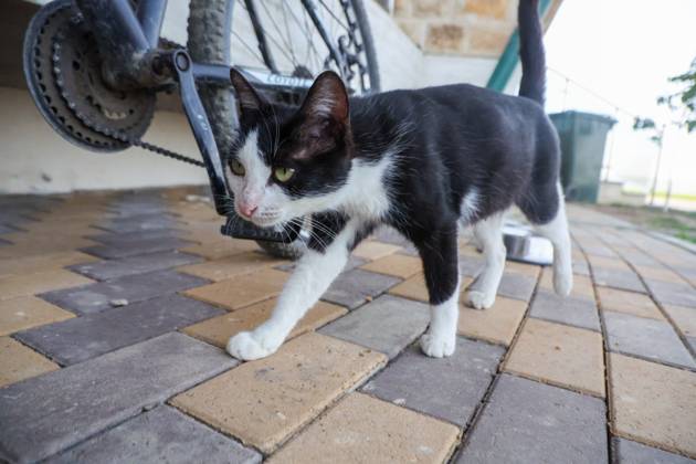 Russia. The Chechen Republic. Gudermes. A cat on a city street