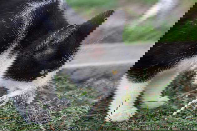 Russia. The Chechen Republic. Gudermes. A cat on a city street