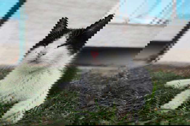 Russia. The Chechen Republic. Gudermes. A cat on a city street