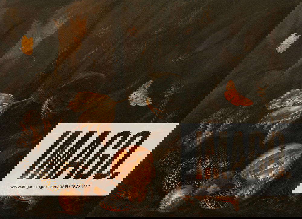 Still Life with Insects and Amphibians Still Life with Insects and ...