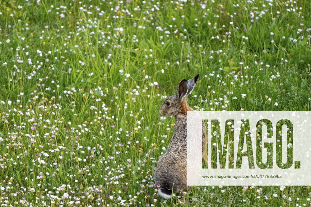 a Brown Hare Lepus europaeus Lakes from behind Sitting in a flowering ...