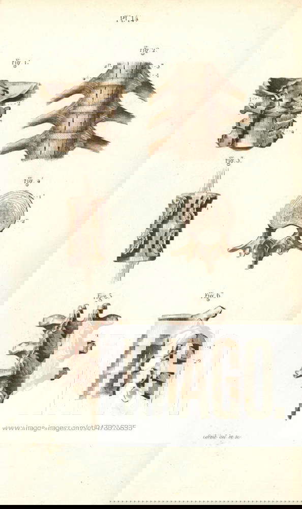 Neck and spinal column Neck and spinal column. . Handcolored steel ...