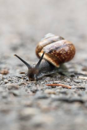 A small brown snail crawls across a path in a wooded area Rottweil ...