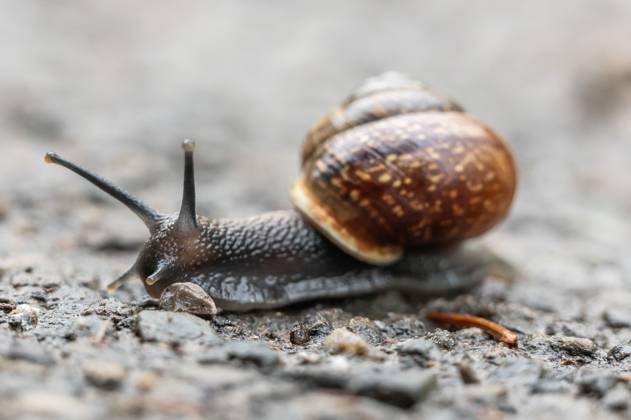 A small brown snail crawls across a path in a wooded area Rottweil ...
