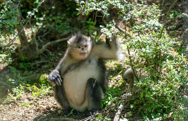 WEIXI COUNTY, A snub-nosed monkey and its baby are pictured at Baima ...