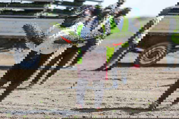 RUSSIA, ASTRAKHAN REGION - : Uzbek migrant workers plant tomato ...