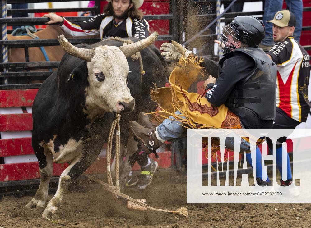 BROOKLIN, A cowboy falls during the bull riding event at the 2024 RAM ...