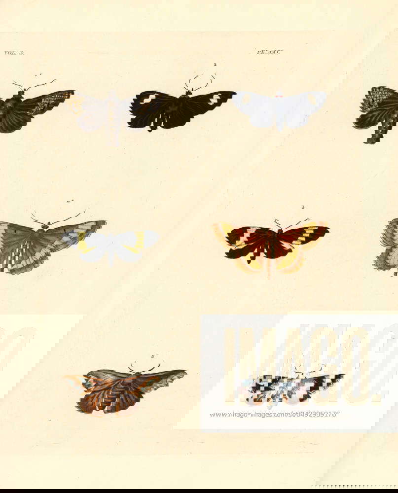 Exotic moths Dotted rustic, Rhyacia simulans 1, Calodesma collaris 2 ...