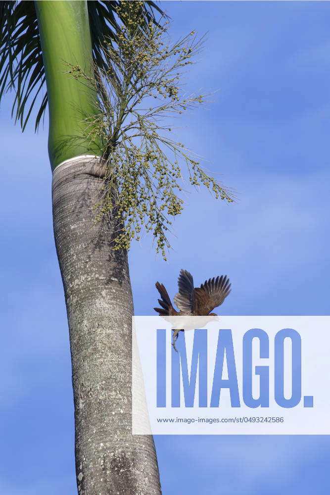Chestnut-headed Chachalaca (Ortalis ruficeps) flying from a Royal Palm ...