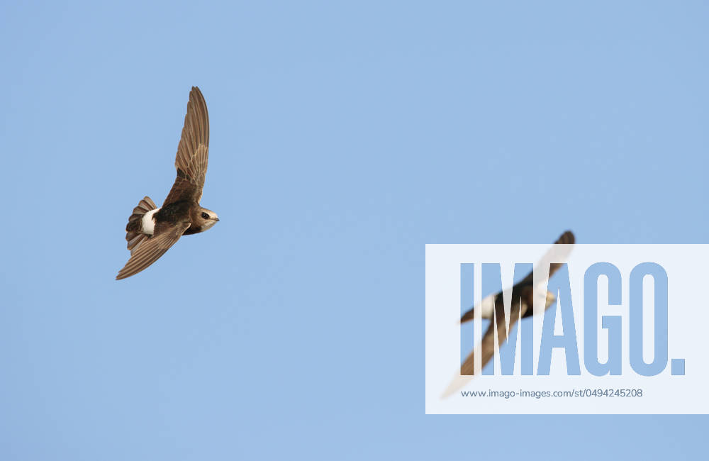 House swift, House Sailors apus affinis , Two Little Swift at Flight ...