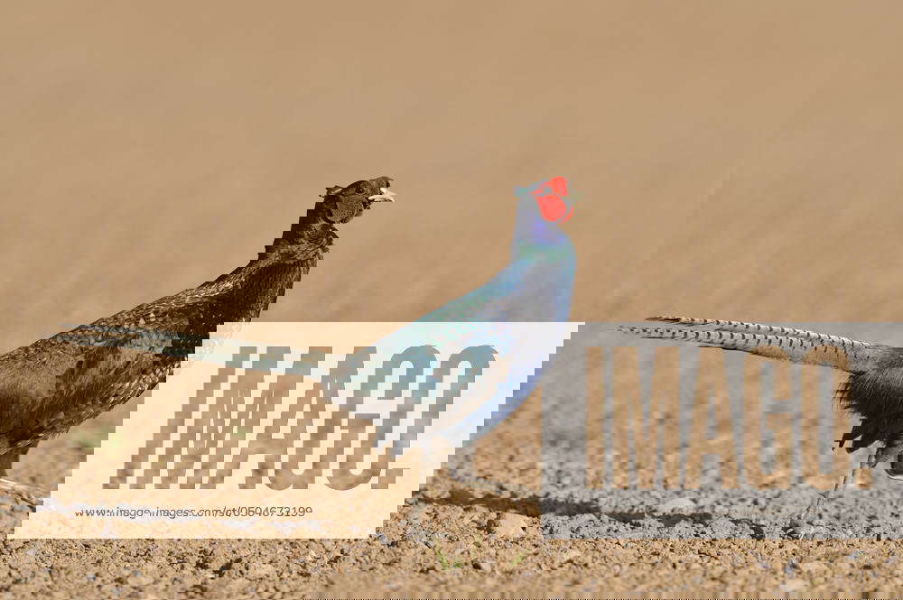 Melanistic Mutant Pheasant male in spring in ploughed arab Melanistic ...
