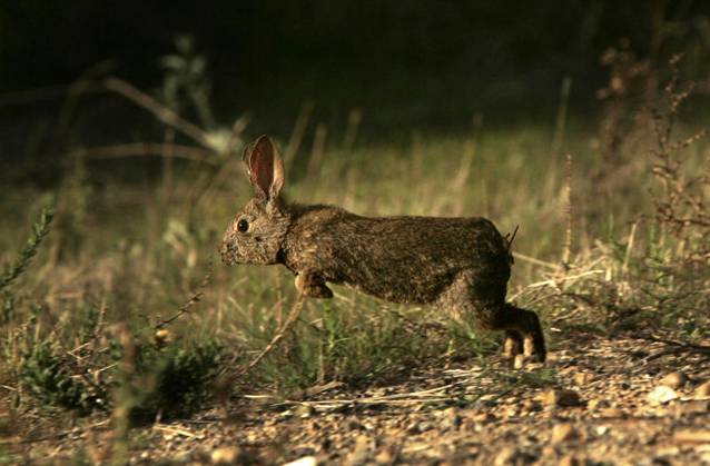 A rabbit runs away from a controlled burn along the northern edge of ...