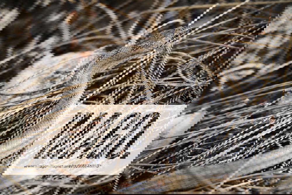 A Ladder snake, Rhinechis scalaris, poised alertly amidst a tangle of ...