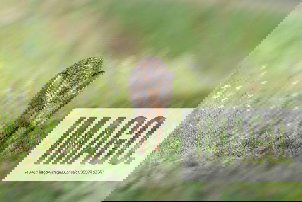 European hare (Lepus europaeus) Brown hare hopping in motion in a ...