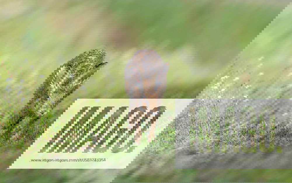 European hare (Lepus europaeus) Brown hare hopping in motion in a ...