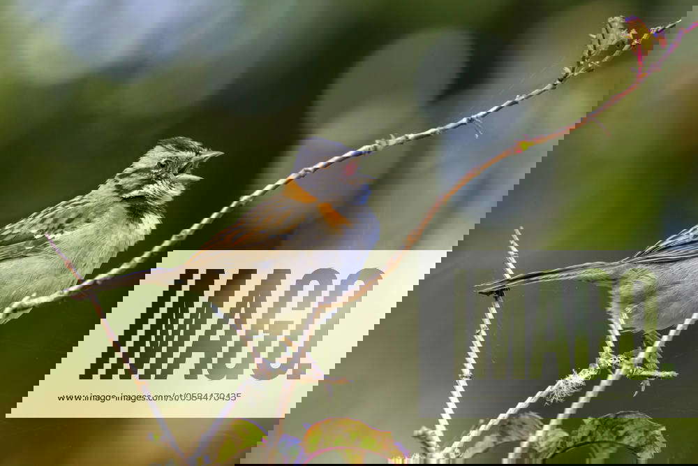 Morgenammer, Tomorrow Bunting, Rusty-crowned sparrow, Crown rust ...