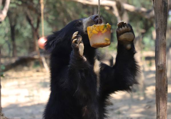 Adorable footage shows bears cooling off with ICE POPS and a freshwater ...