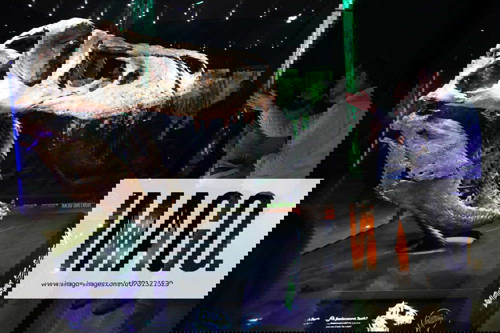 T. REX FOSSIL MELBOURNE MUSEUM, Palaeo expert Tim Zeigler, Museums ...