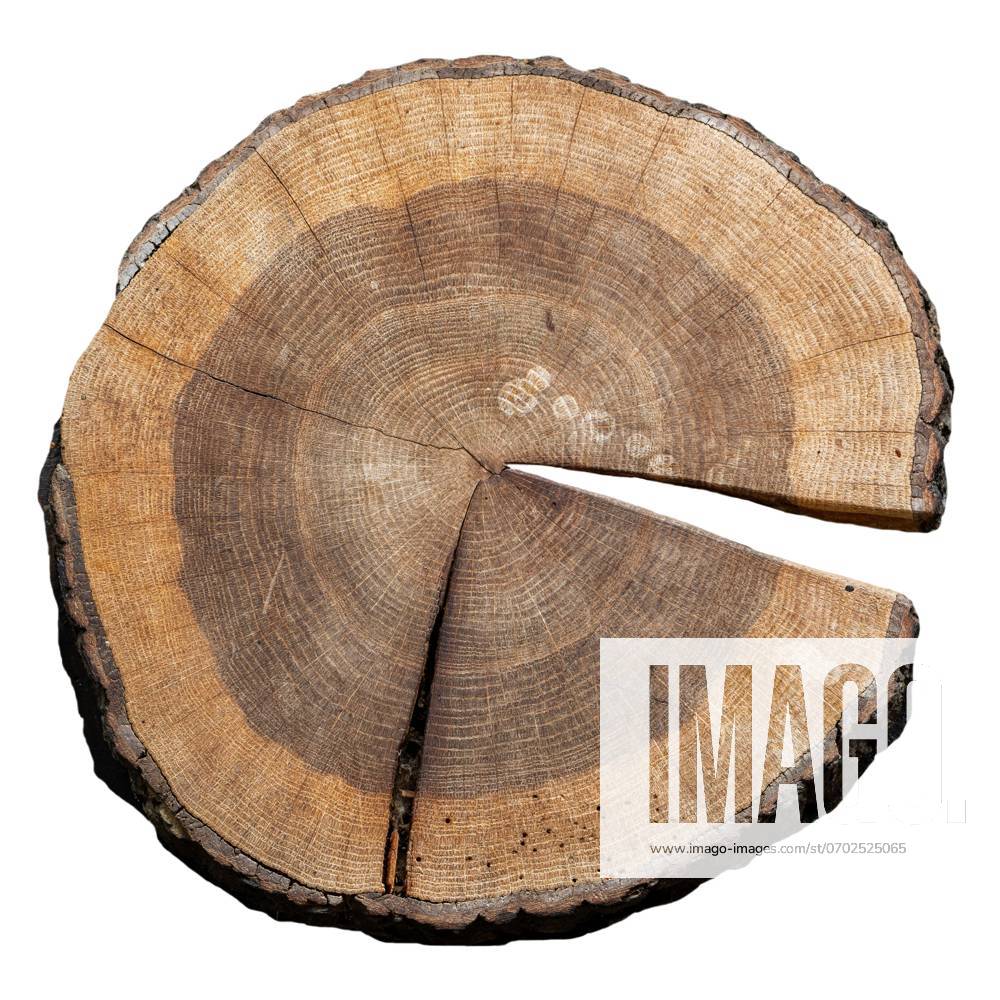Cross section of pedunculate oak English oak tree showing pattern of ...