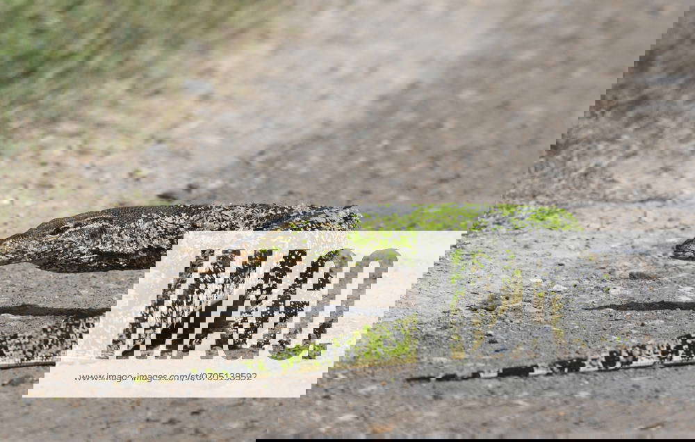 Banded monitor lizard, Binding Waran Varanus Salvator, runs at the ...