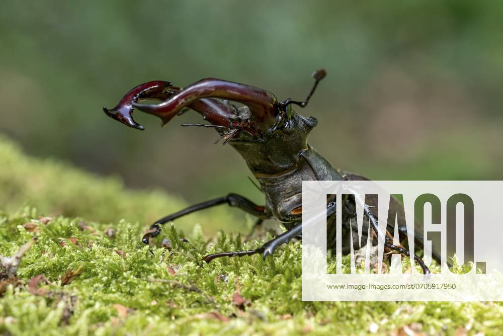 Stag Beetle Lucanus Cervus , Horned beetle, Fire beetle, Male With ...