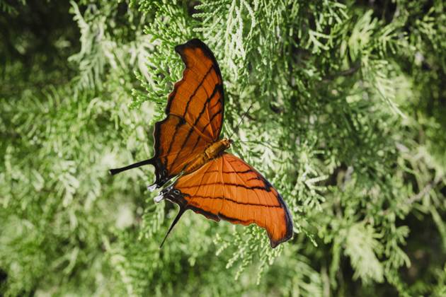Asuncion, Paraguay: Upperside view of a ruddy daggerwing, bright orange ...