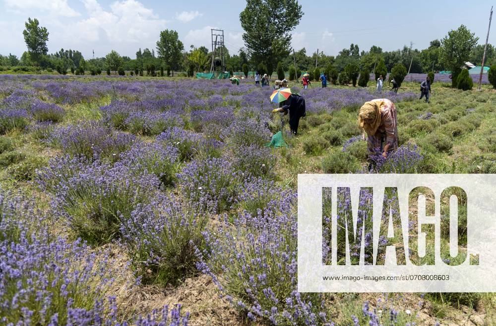 Lavender harvesting and Processing in Pulwama - 08 Jul 2024 Kashmiri women workers are seen