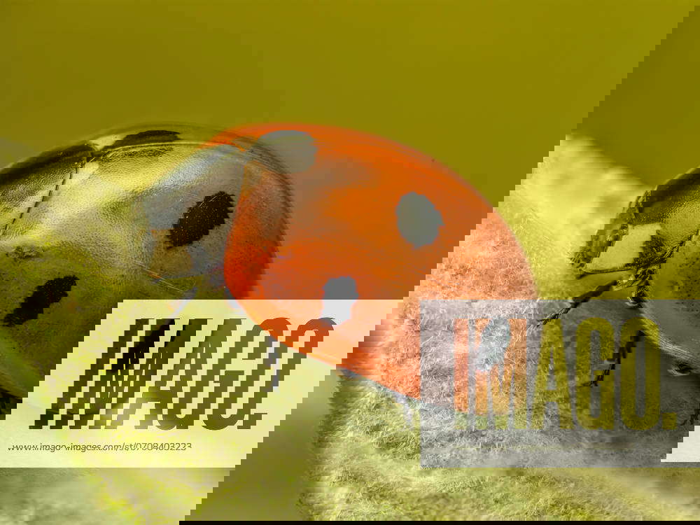 Ladybird on green leaf Closeup of Ladybird on green leaf