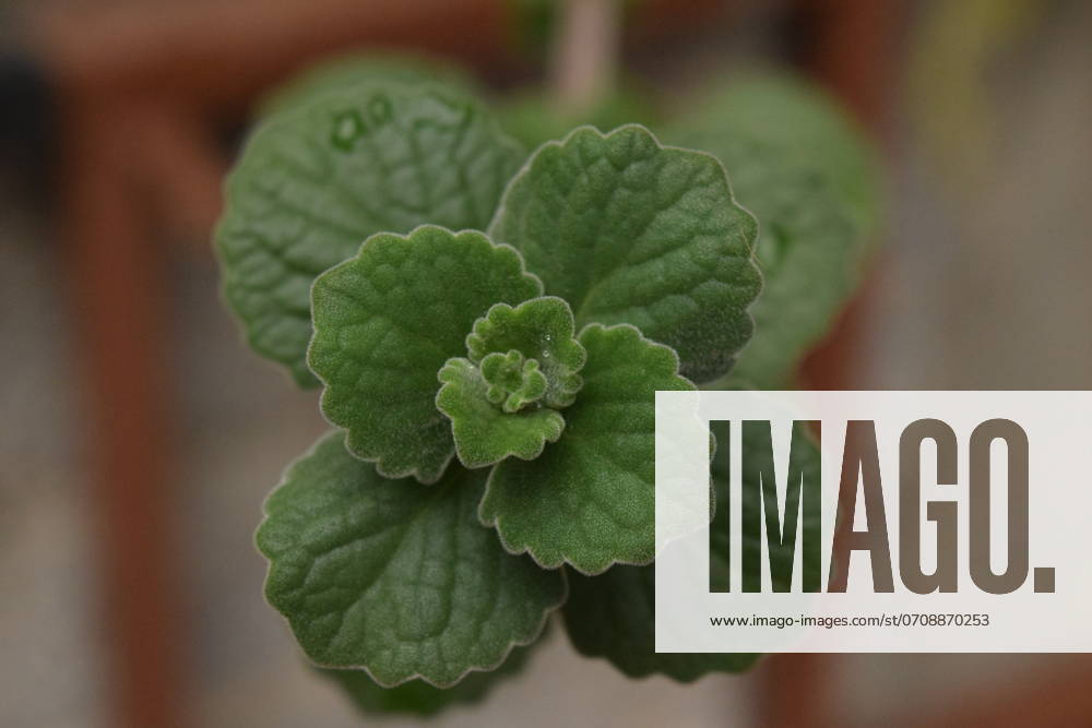 Close-up of singular medicinal green plant Oaxaca, Oaxaca, Mexico