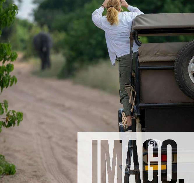 Guest photographs African bush elephant from jeep, Guest photographs ...