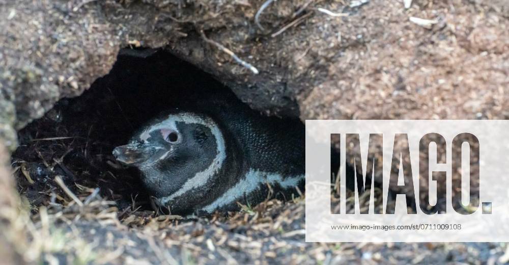 Wild, free Magellanic penguin (Spheniscus magellanicus) breeds in the ...