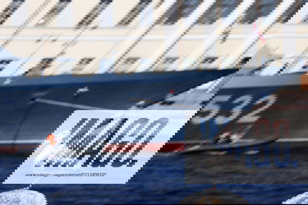 RUSSIA, ST PETERSBURG - JULY 15, 2024: A seagull is seen in front of ...