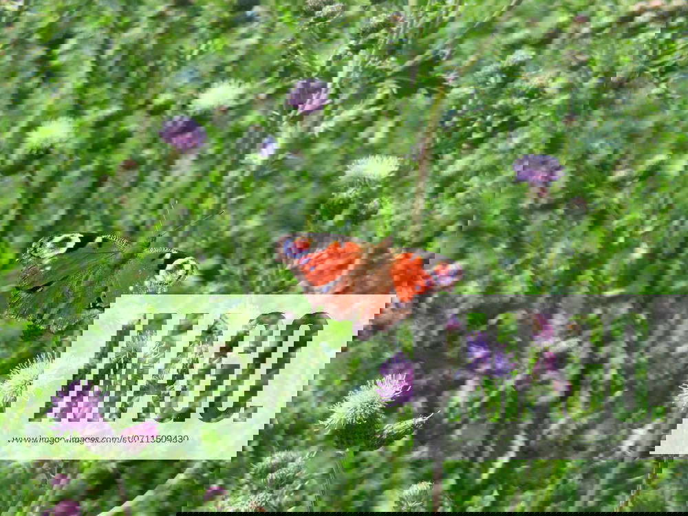 one of the most beautiful native butterflies quenches its thirst for ...