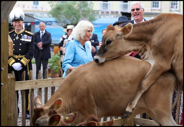St Helier, United Kingdom. Pictured: Two cows start misbehaving as Her ...