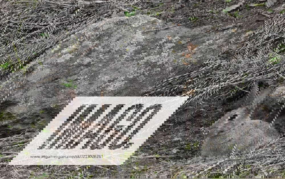 July 17, 2024, Santiago, Metropolitana, Chile: A wild rabbit comes out ...