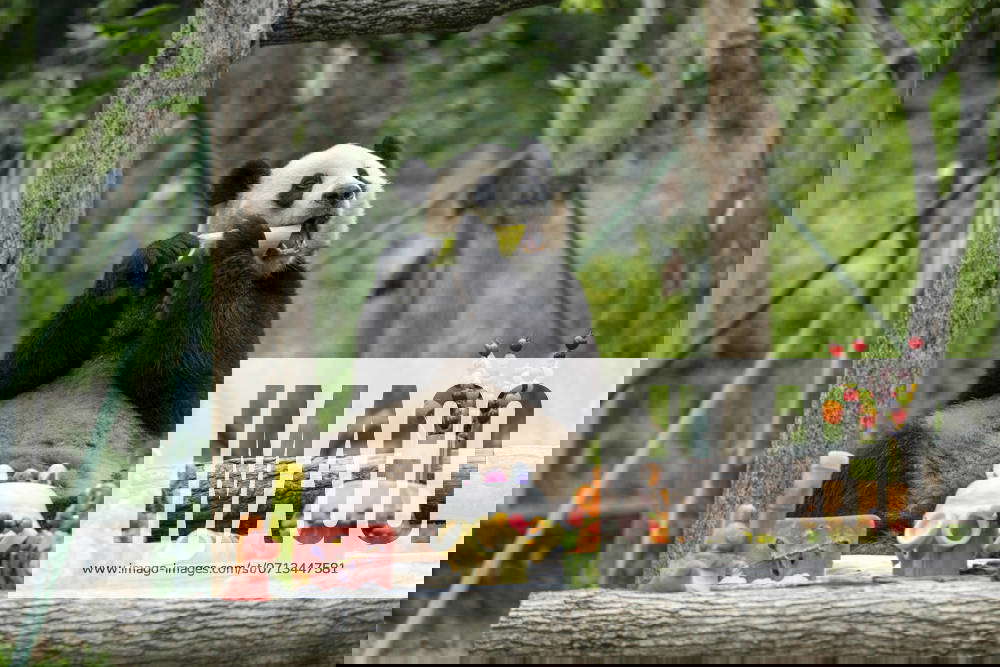 CHENGDU, Giant panda Xiao Qi Ji eats bamboo shoots at the Shenshuping ...