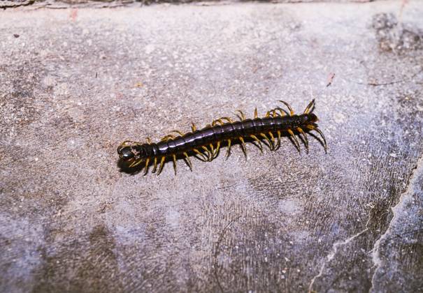 Animal India - Centipedes A centipede is crawling on the floor in a ...