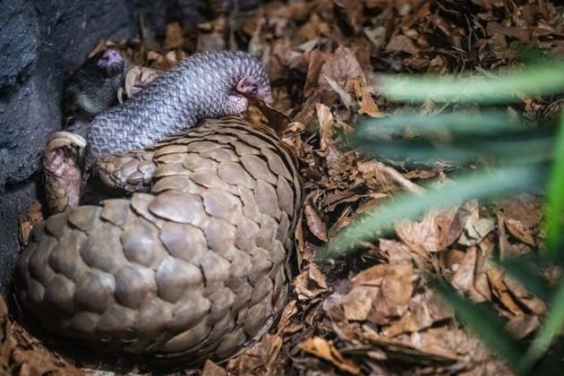 Chinese pangolin cub born in Prague Zoo on the first day of July ...