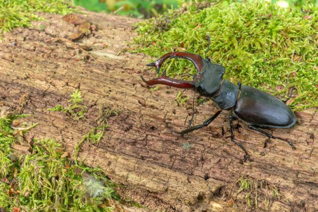 Stag beetle kite male on the trunk of a of a dead tree in the forest in ...