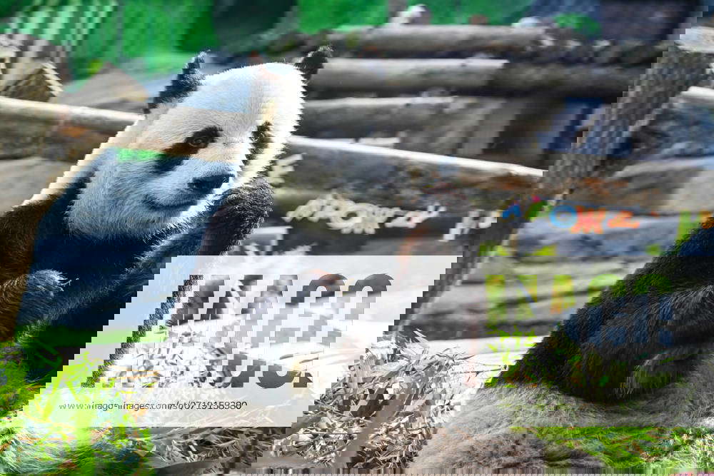 MOSCOW, Aug. 1, 2024 -- Giant panda Ru Yi is seen at the Moscow Zoo in ...