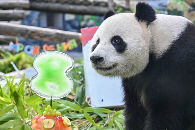 MOSCOW, Aug. 1, 2024 -- Giant panda Ru Yi is seen at the Moscow Zoo in ...