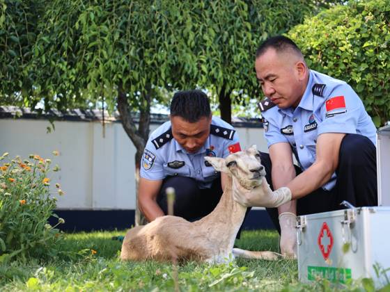 Injury Gose-throated Antelope ALTAY, CHINA - Police officers look at ...