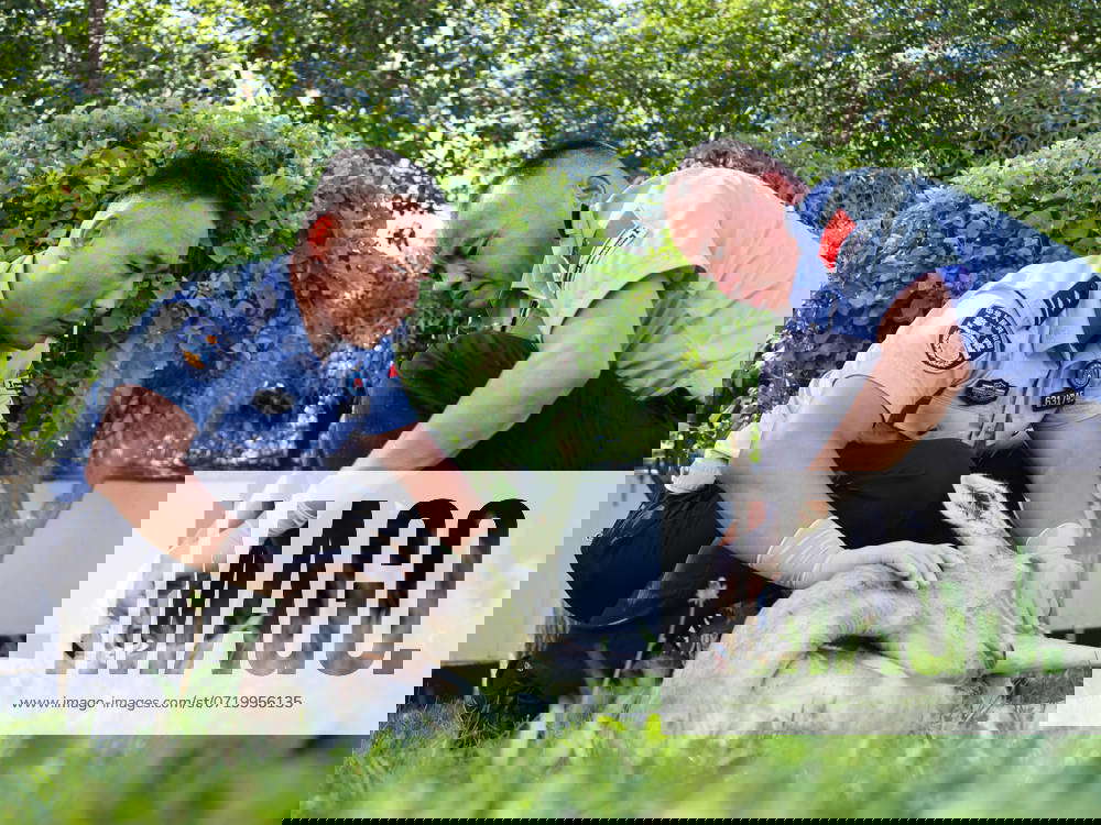 Injury Gose-throated Antelope Police are helping to bandage a wound on ...