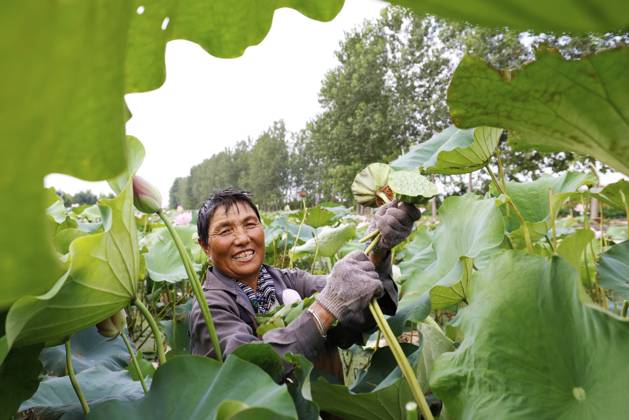 Lotus Seedpod Harvest in Suqian A farmer is picking lotus seedpods on ...