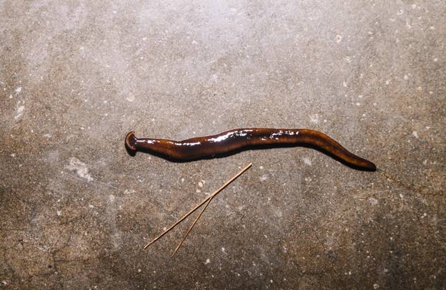 Hammerhead Worm - Bipalium - Animal India Hammerhead worms, or ...