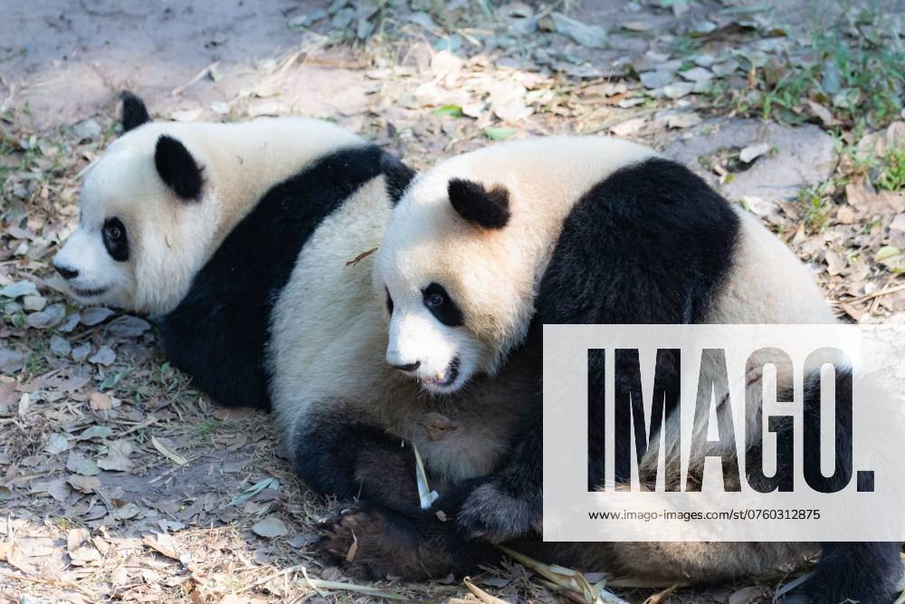 China Chongqing Giant Pandas Two panda cubs play in a zoo in southwest China s Chongqing