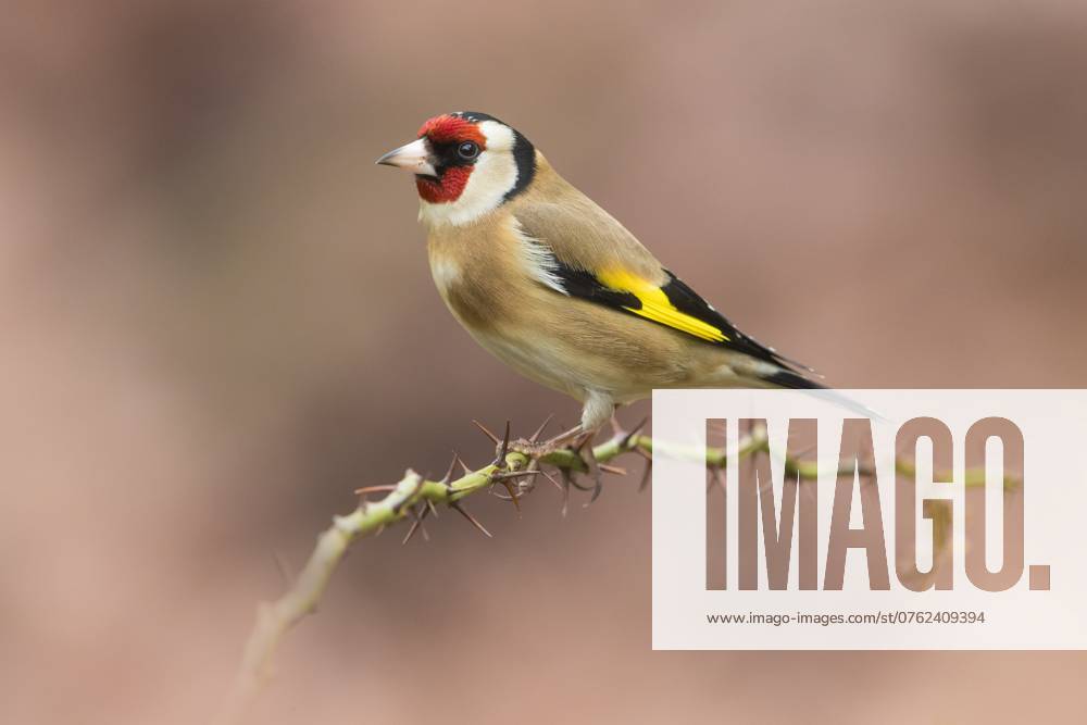 Putter; Goldfinch; Carduelis carduelis Putter; Goldfinch; Carduelis ...